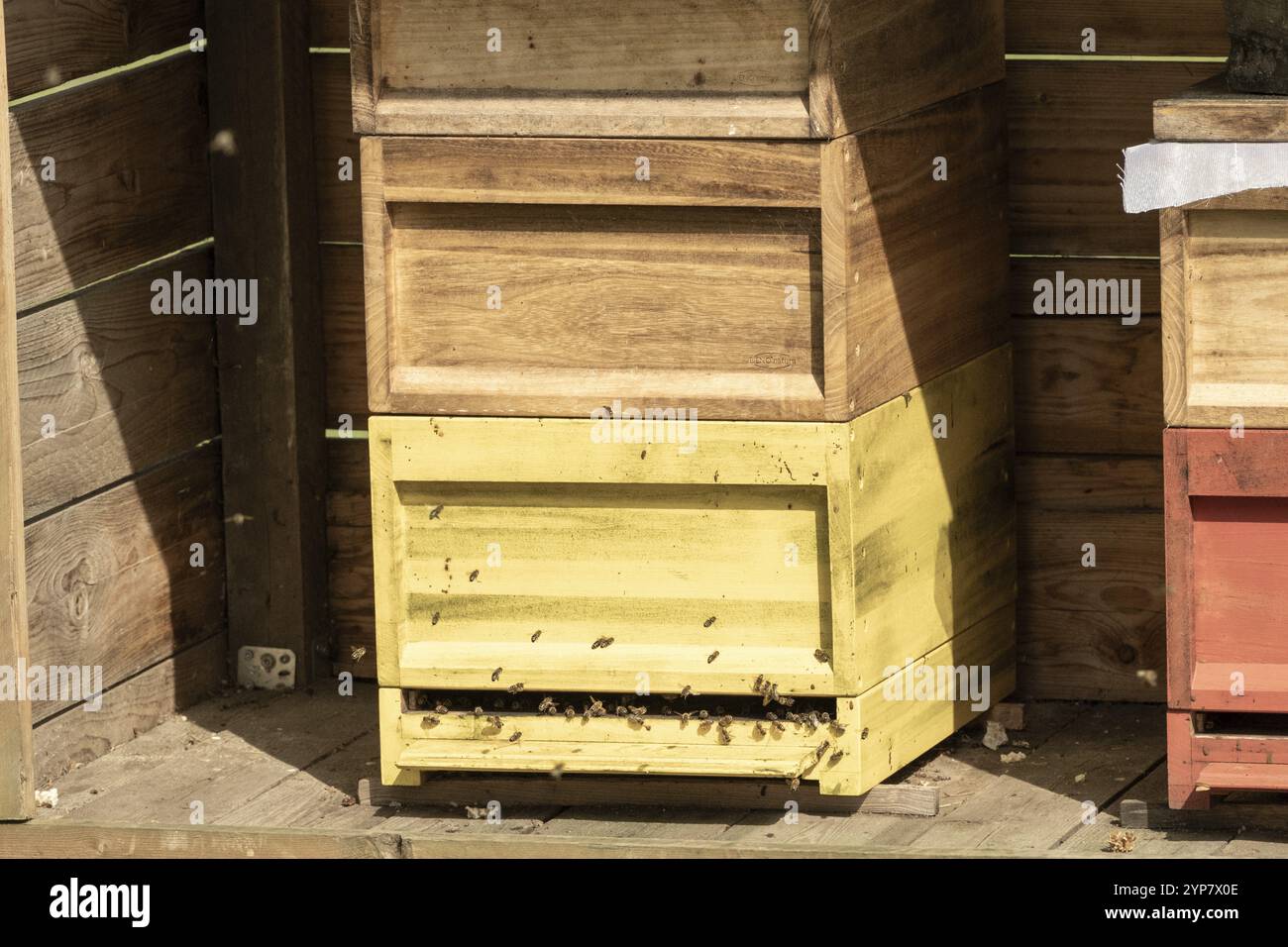 Beehive with flying bees in the sun Stock Photo - Alamy