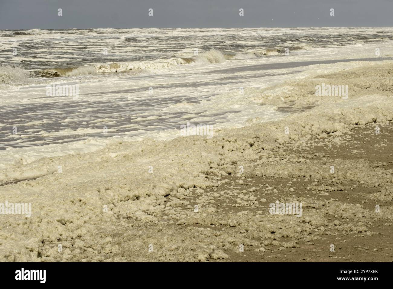 North Sea, surf, with seaweed foam in the Netherlands Stock Photo - Alamy