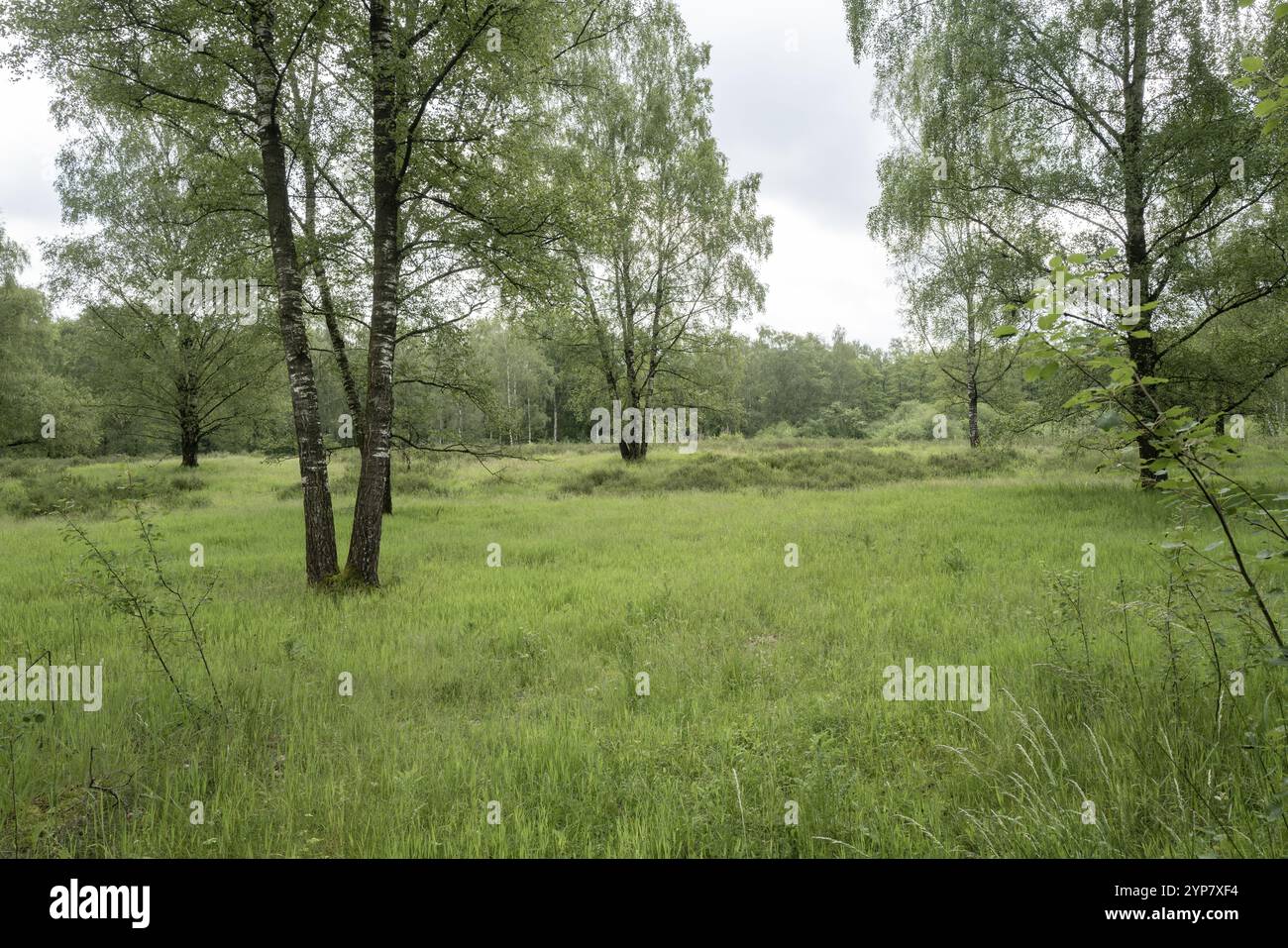 Natural meadow with trees in spring Stock Photo - Alamy