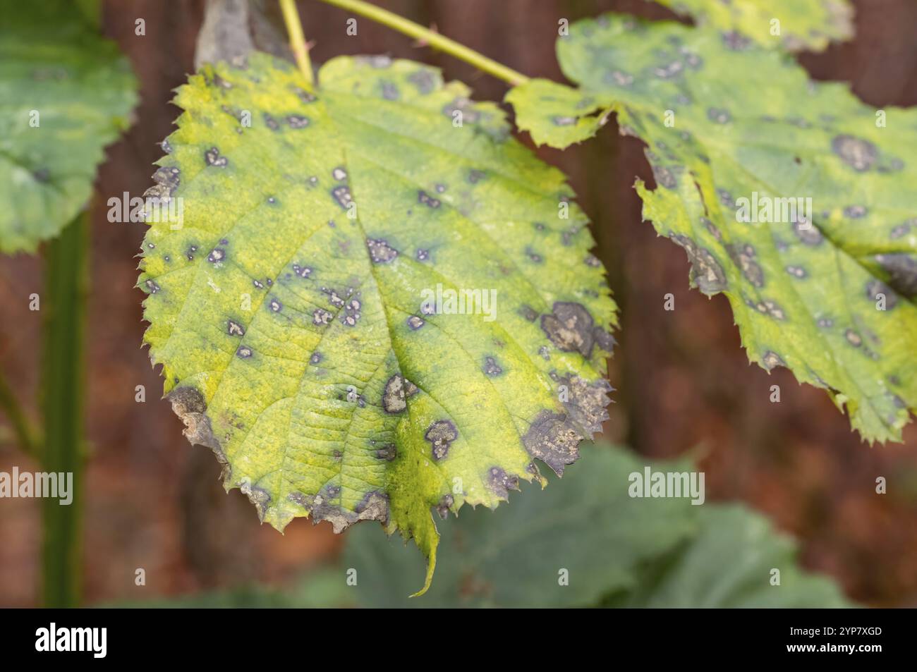 Close-up view of a green leaf affected by leaf spot disease, showing ...