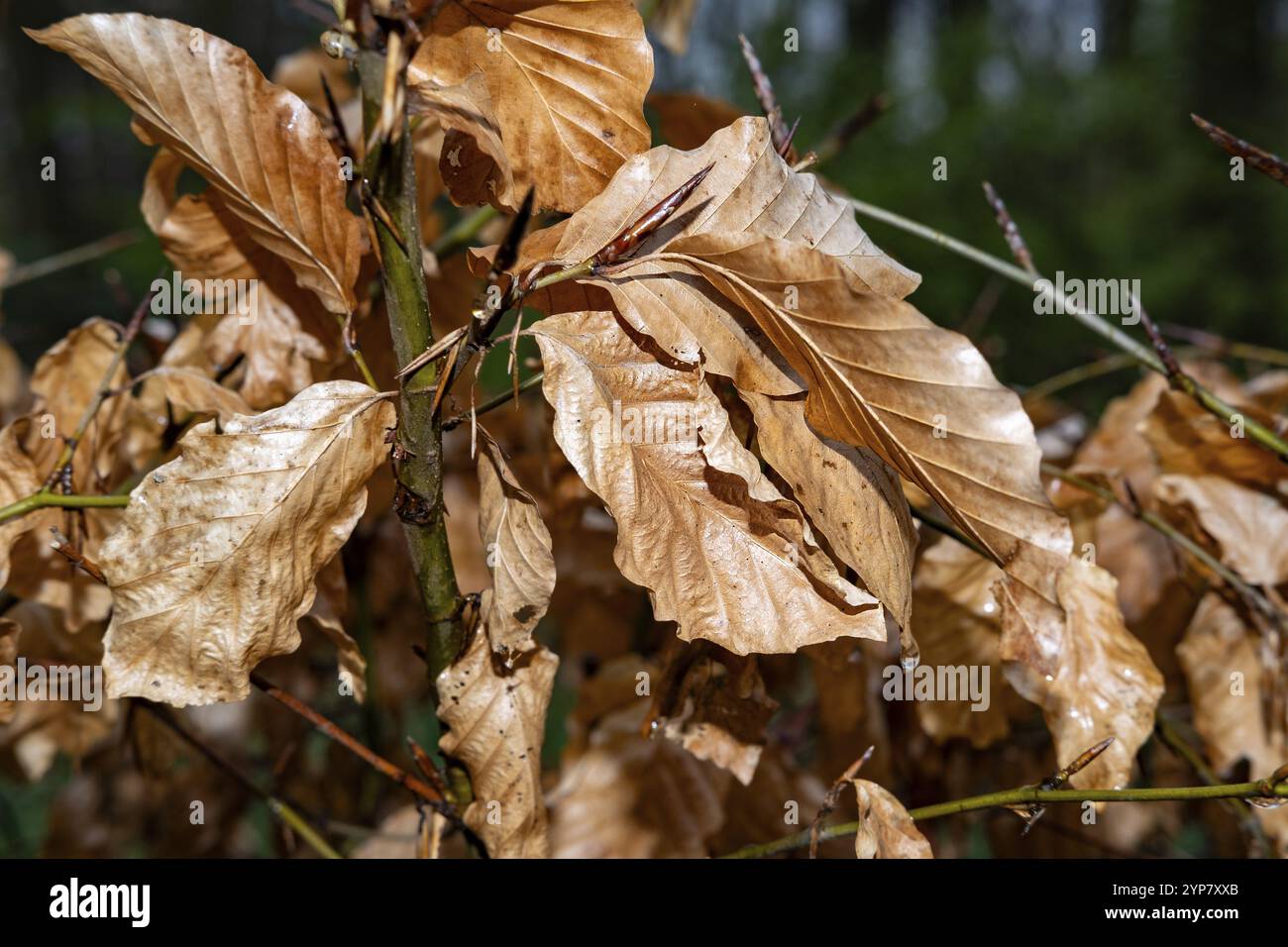 Withered leaves on a branch in the sun Stock Photo - Alamy