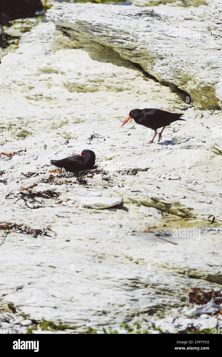 Two black birds with red beaks standing on a light-coloured rock on the ...