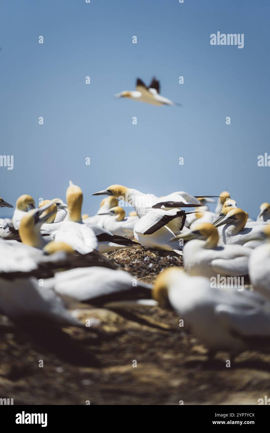 A group of birds in a colony with a flying bird in the sky, Napier, New ...