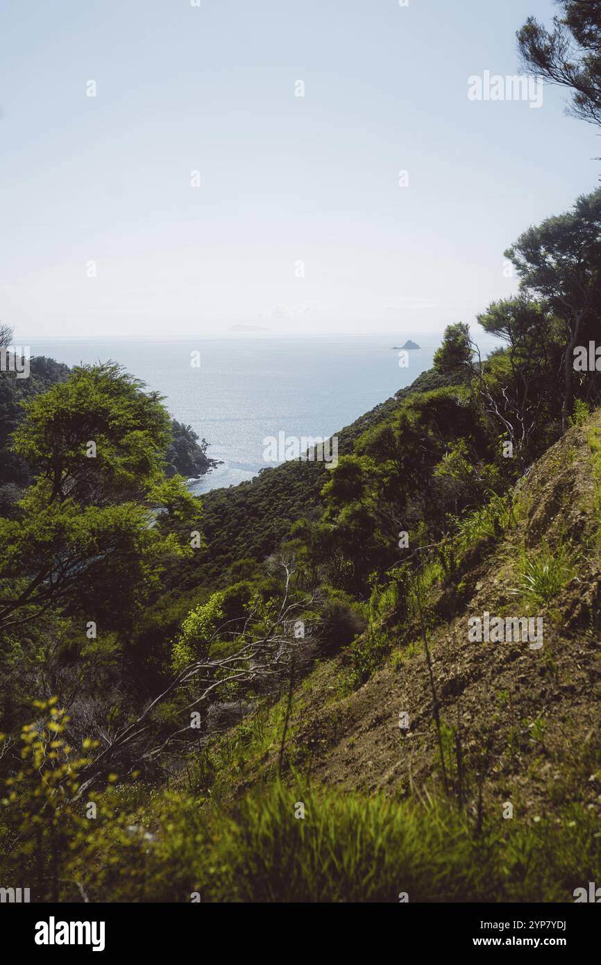 The view shows a steep slope with lush forest leading to the sea ...