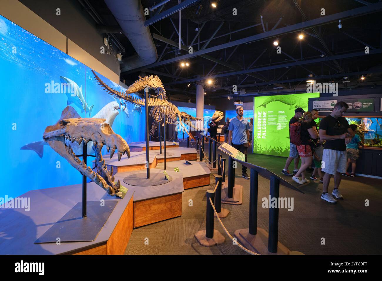 Huge sea creature skeletons, bones. In the Monsters of the Deep section ...