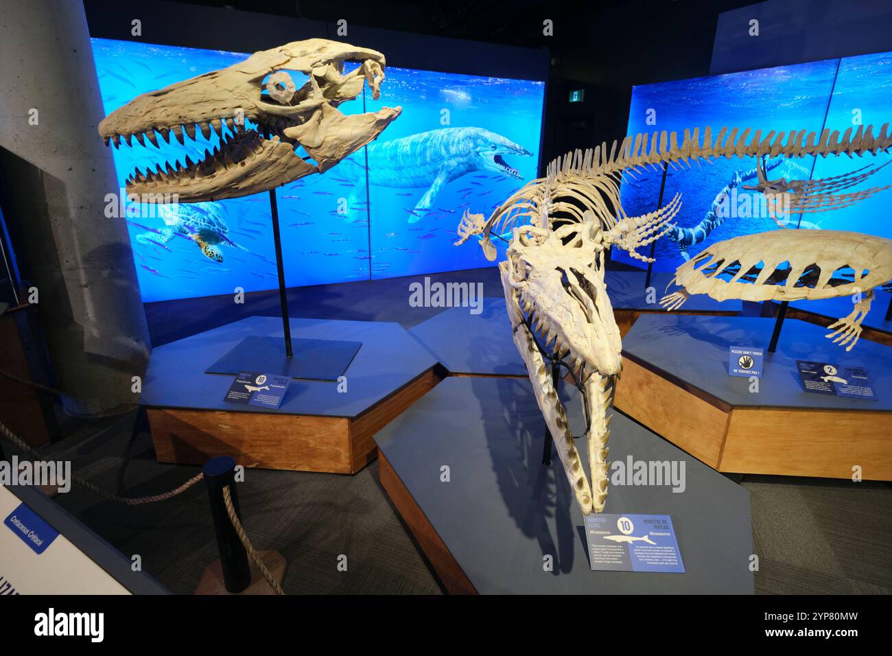 Huge sea creature skeletons, bones. In the Monsters of the Deep section ...