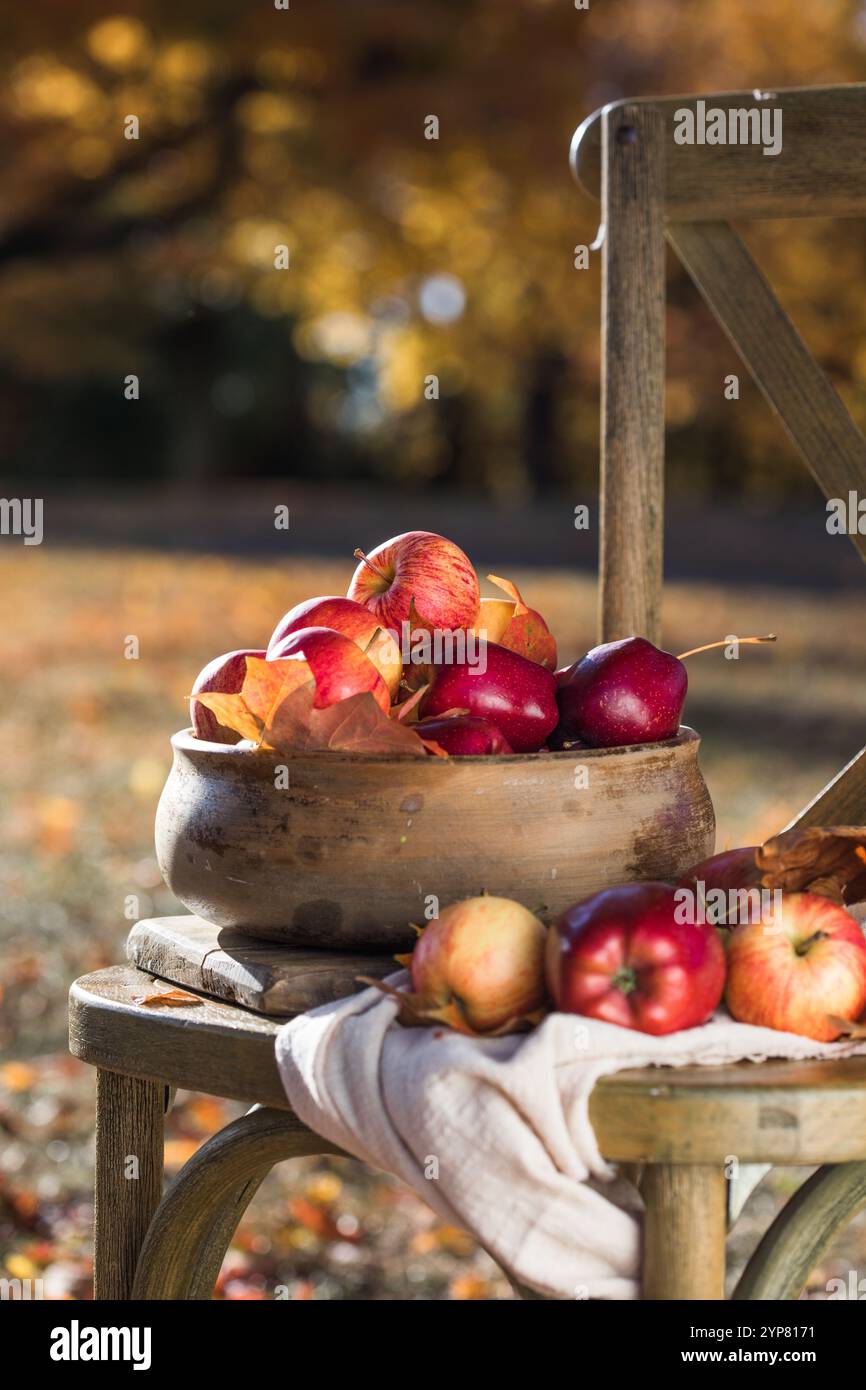 Gardening and harvesting. Fall apple crops harvesting in garden. Apple ...