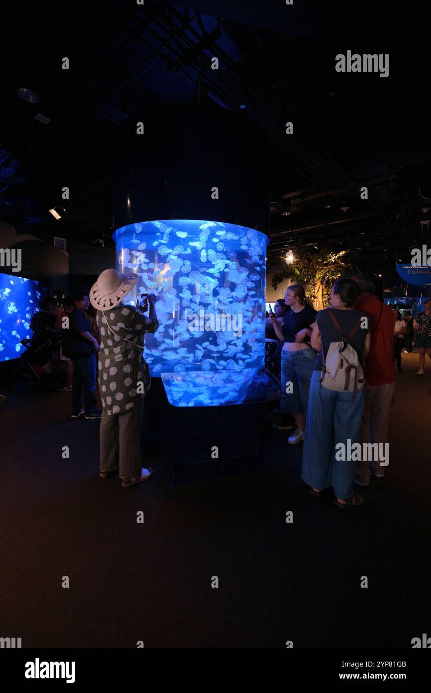 Visitors enjoying and photographing clear jelly fish in a big, blue ...