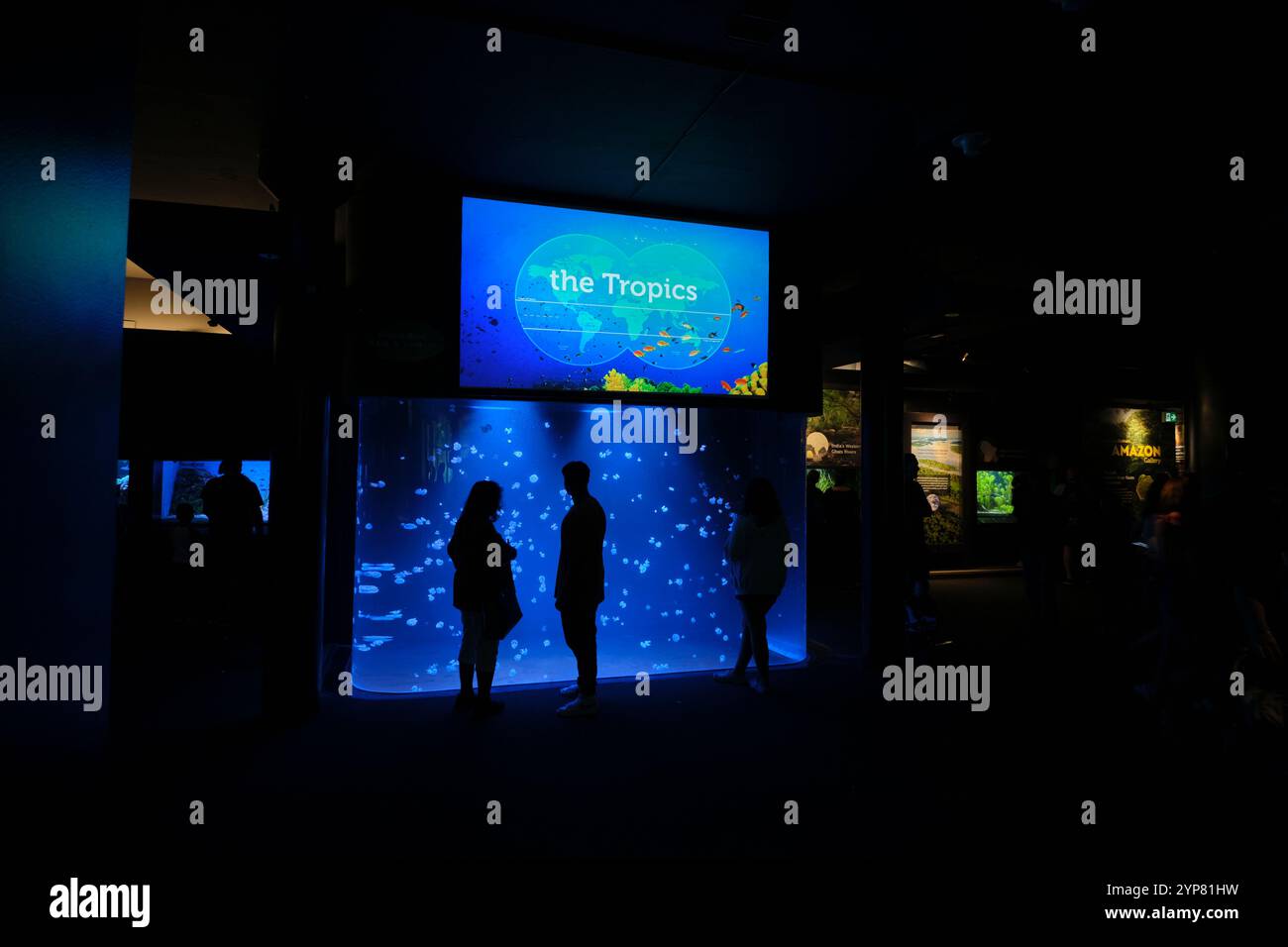Visitors enjoying and photographing clear jelly fish in a big, blue ...