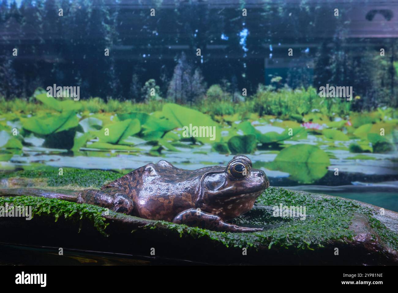 Frog water tank hi-res stock photography and images - Alamy