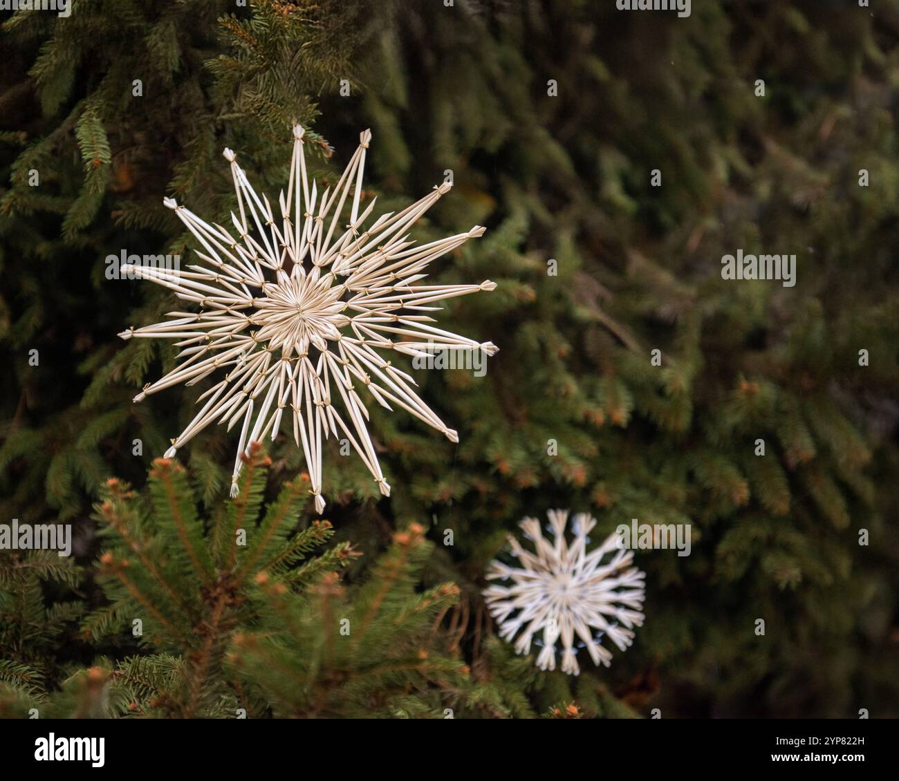 Traditional straw star ornaments hanging on a green Christmas tree ...