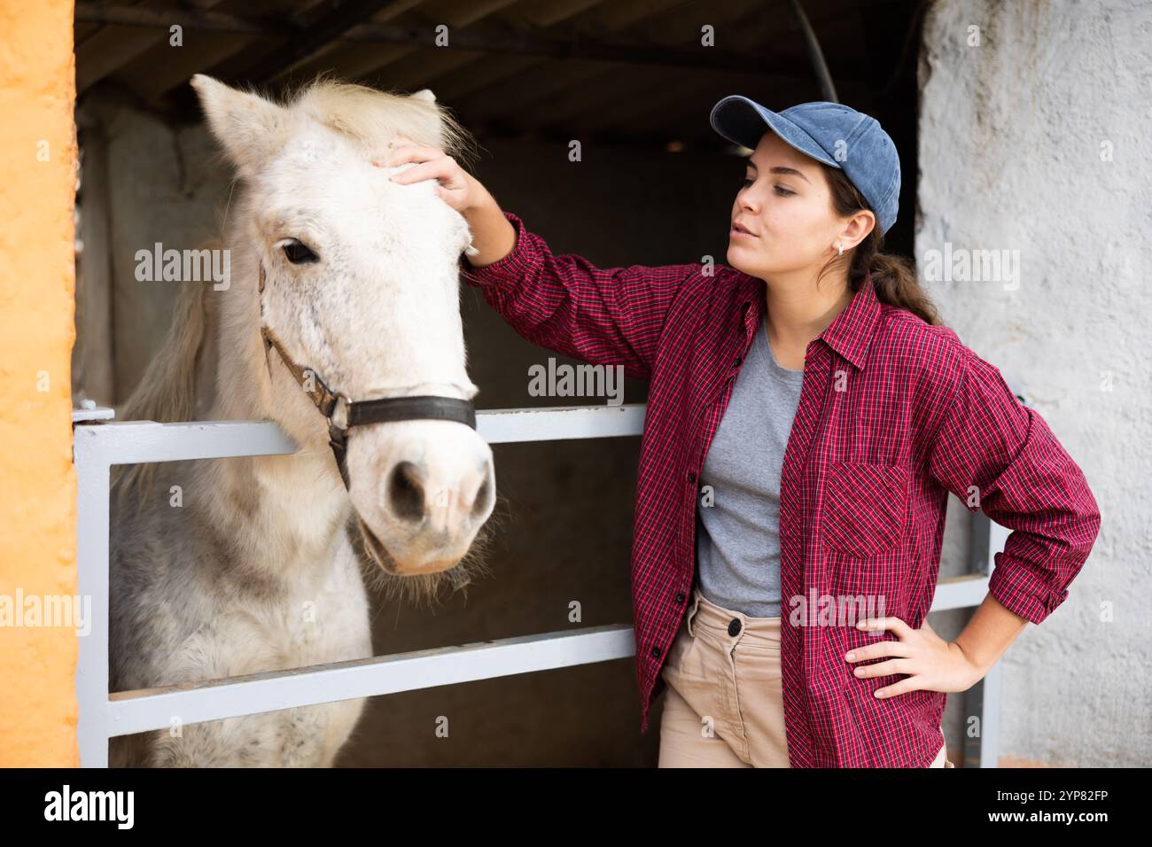 Woman taking care of horses Stock Photo - Alamy