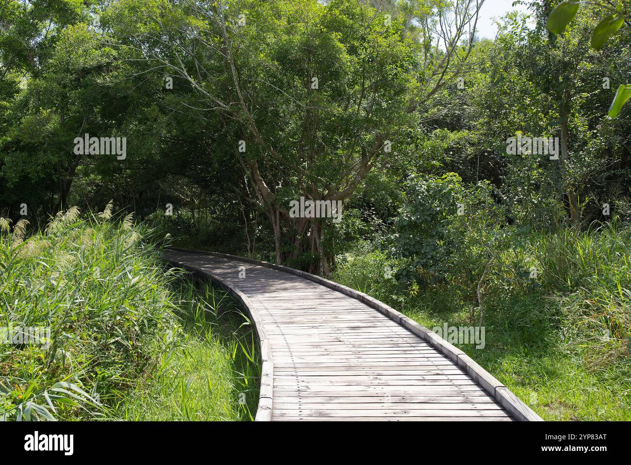Wooden path leading through the wilderness and trees of the Hong Kong ...