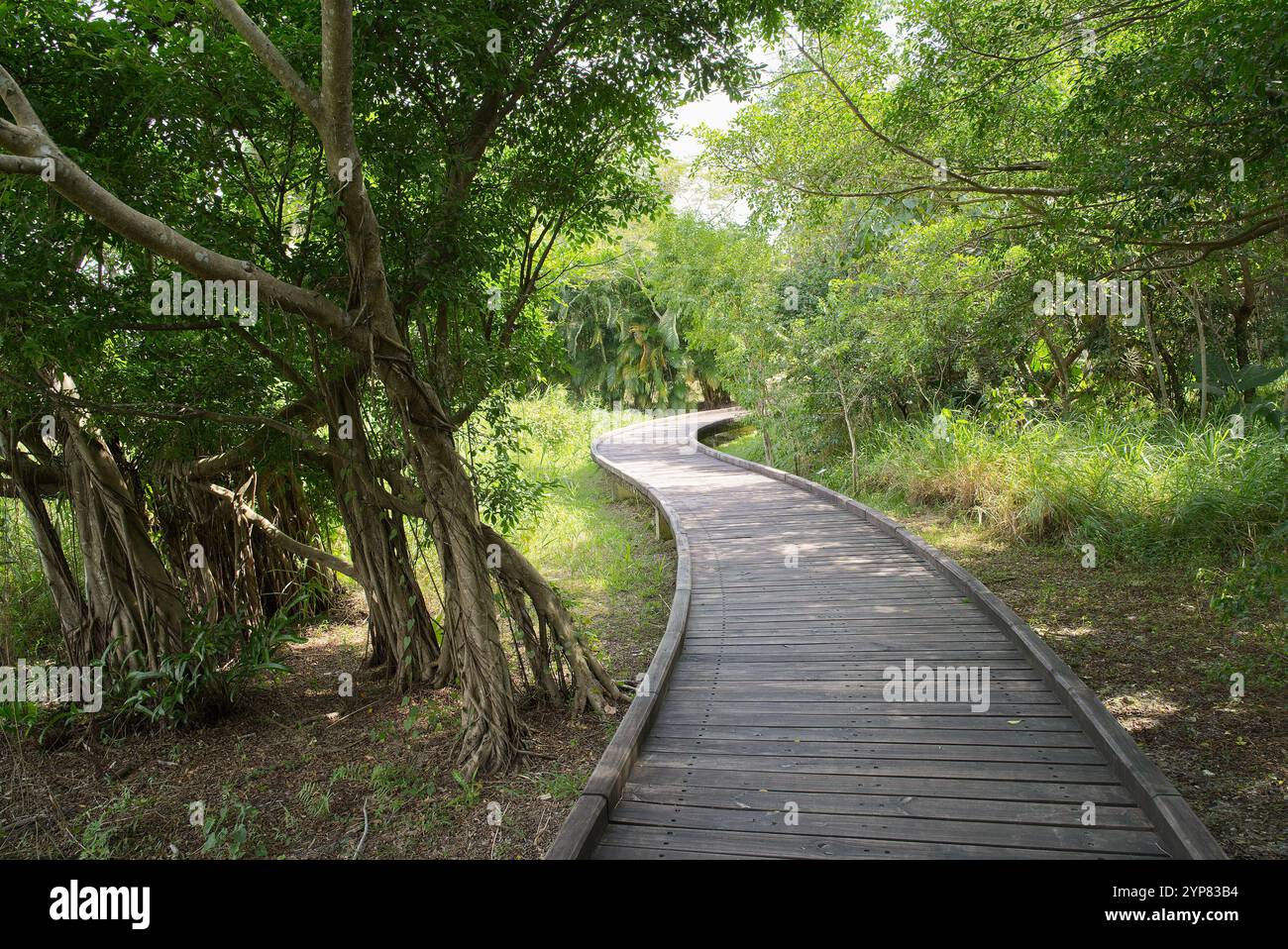 Wooden path leading through the wilderness and trees of the Hong Kong ...