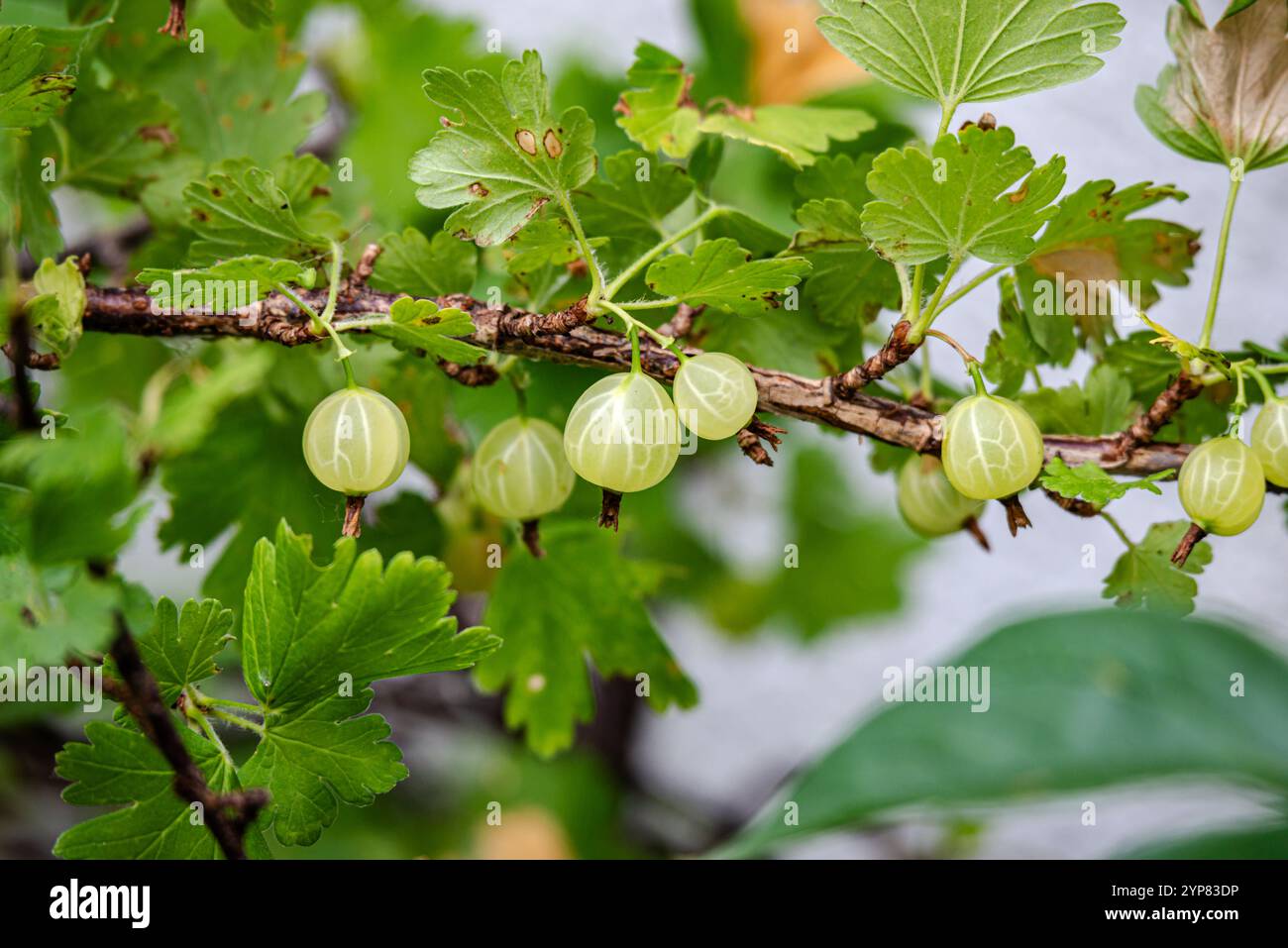 Fresh green gooseberries growing organic hi-res stock photography and ...