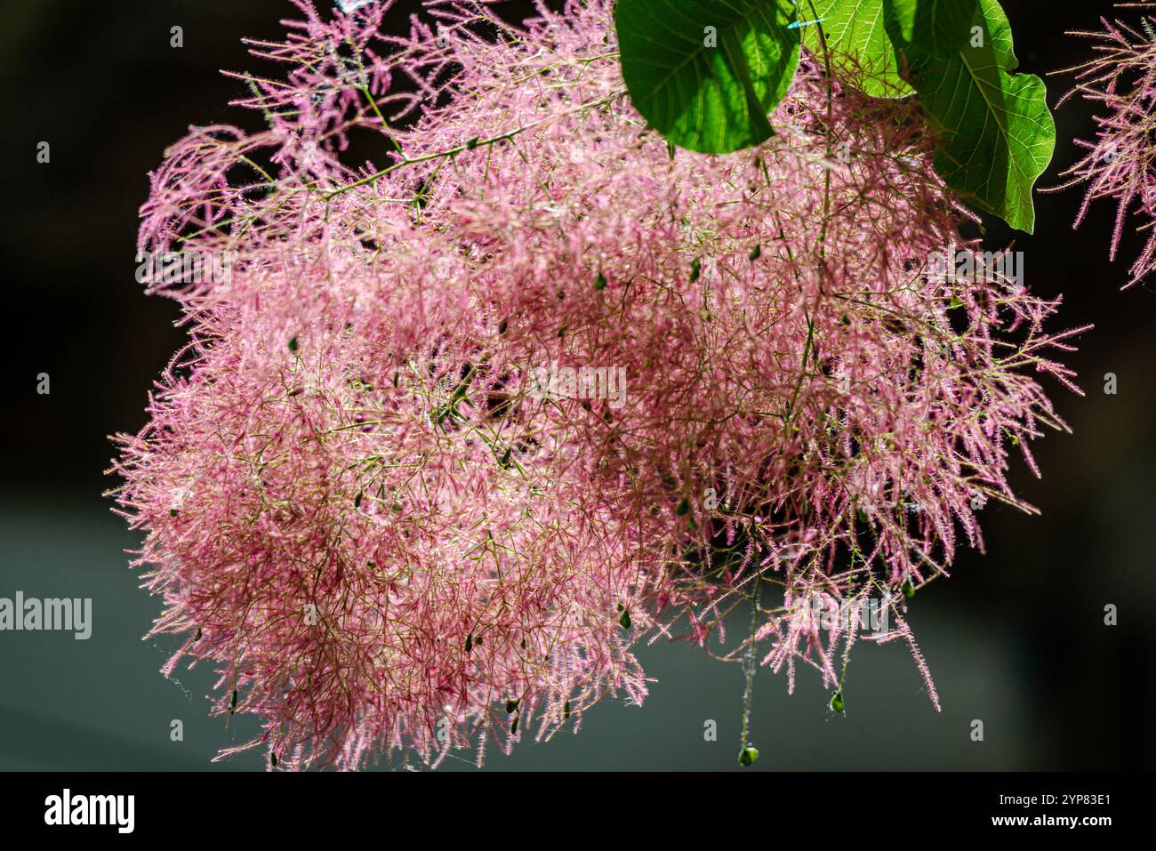Smoke tree hi-res stock photography and images - Alamy