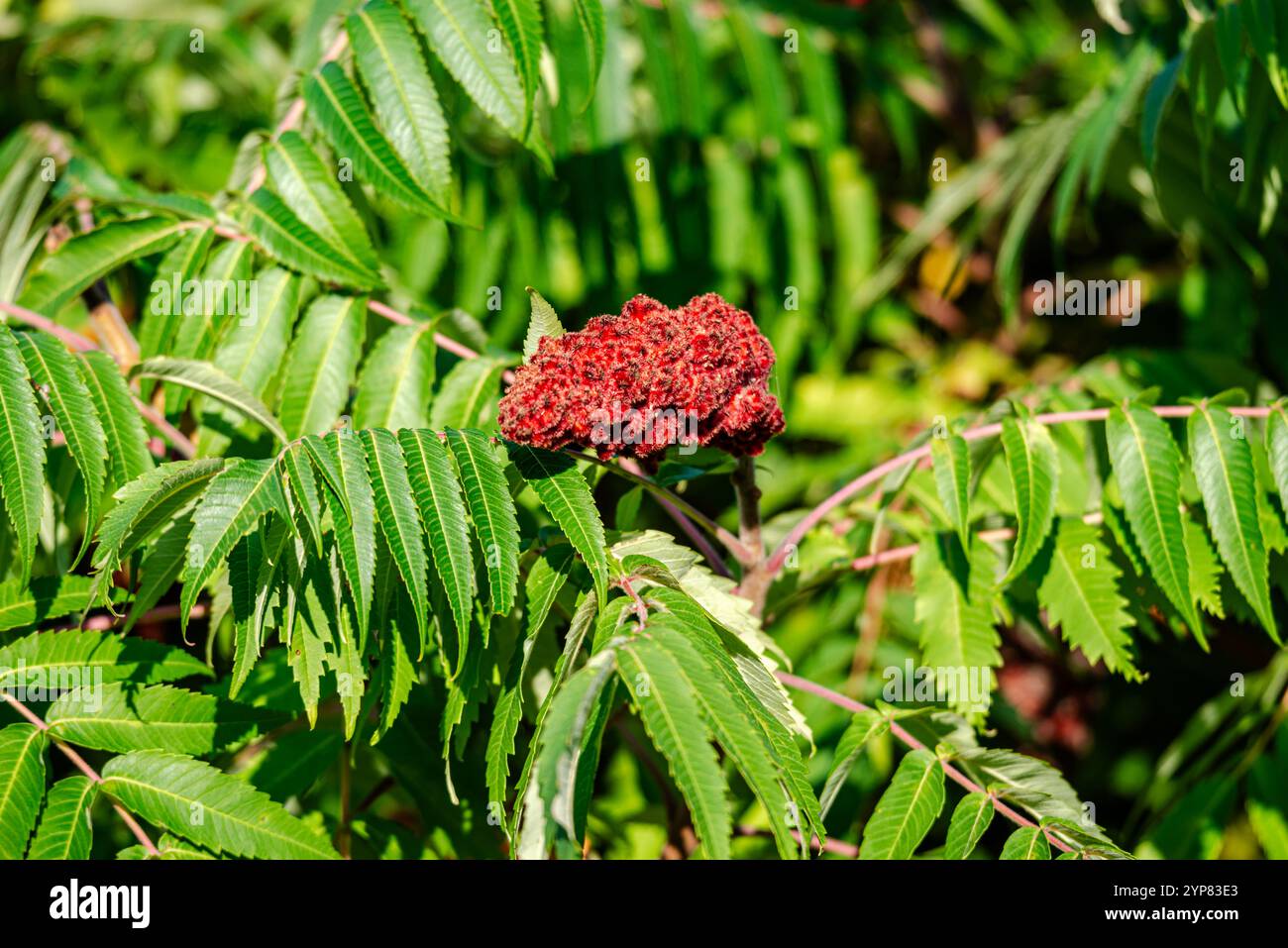 Sumac tree hi-res stock photography and images - Alamy