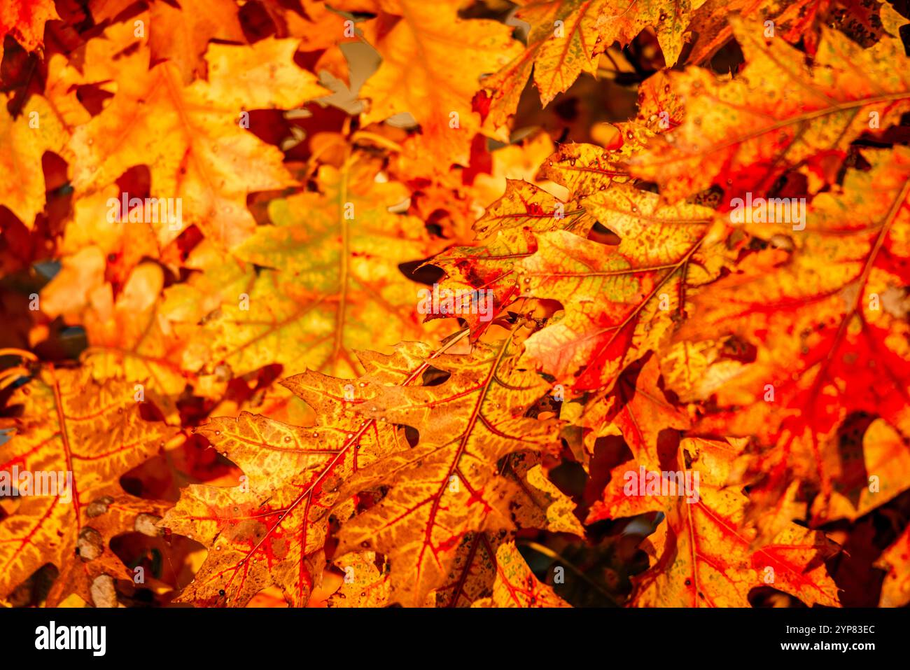 Autumn colors in Canada Quebec Stock Photo - Alamy