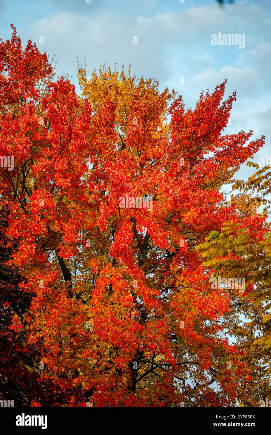 Autumn colors in Canada Quebec Stock Photo - Alamy