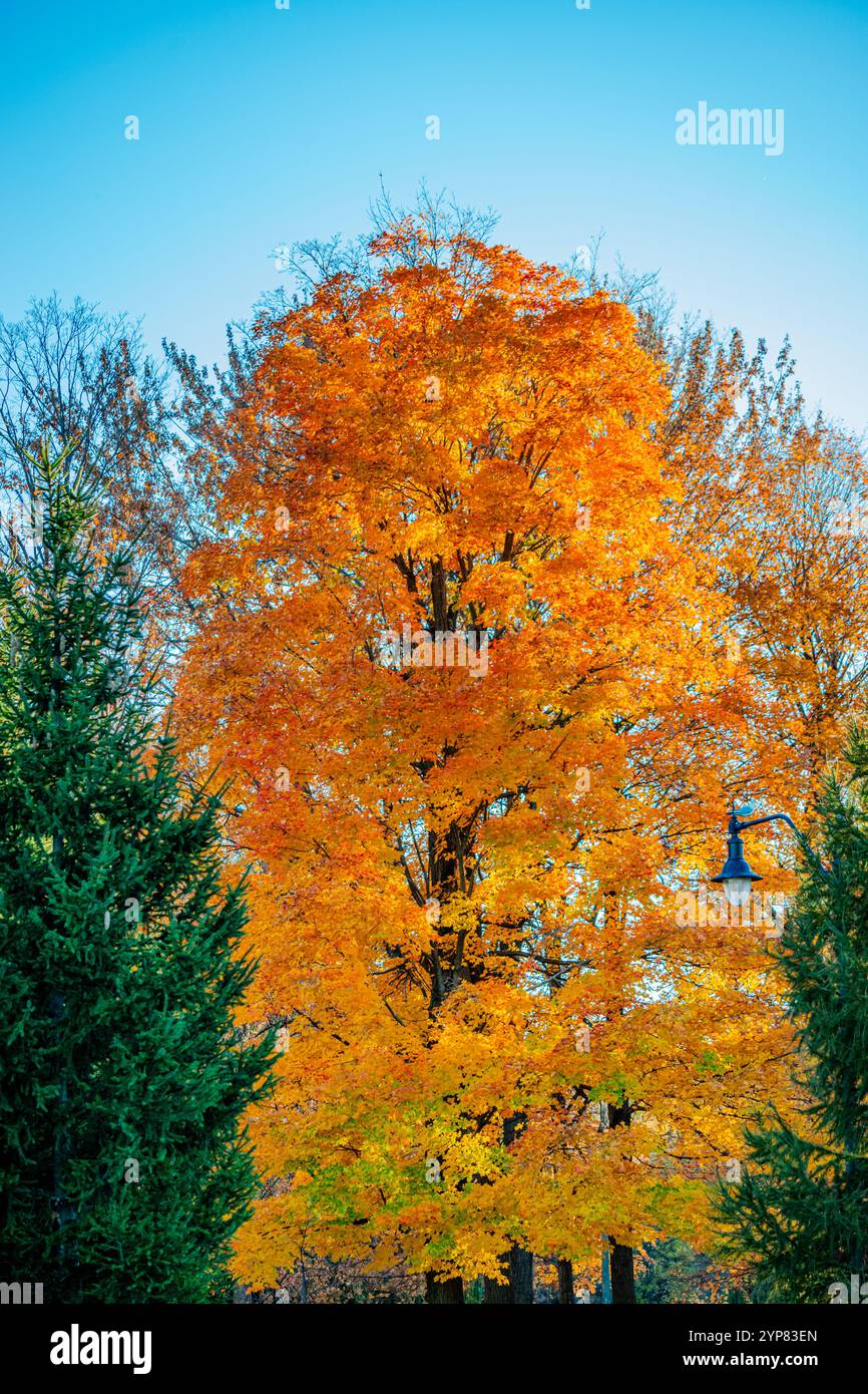 Red oak tree canada hi-res stock photography and images - Alamy