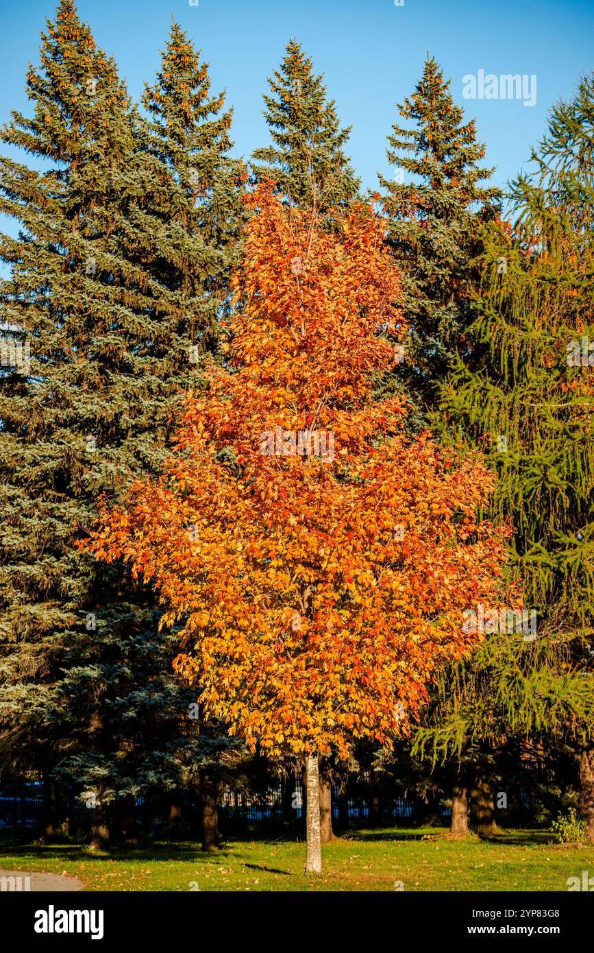 Autumn colors in Canada Quebec Stock Photo - Alamy