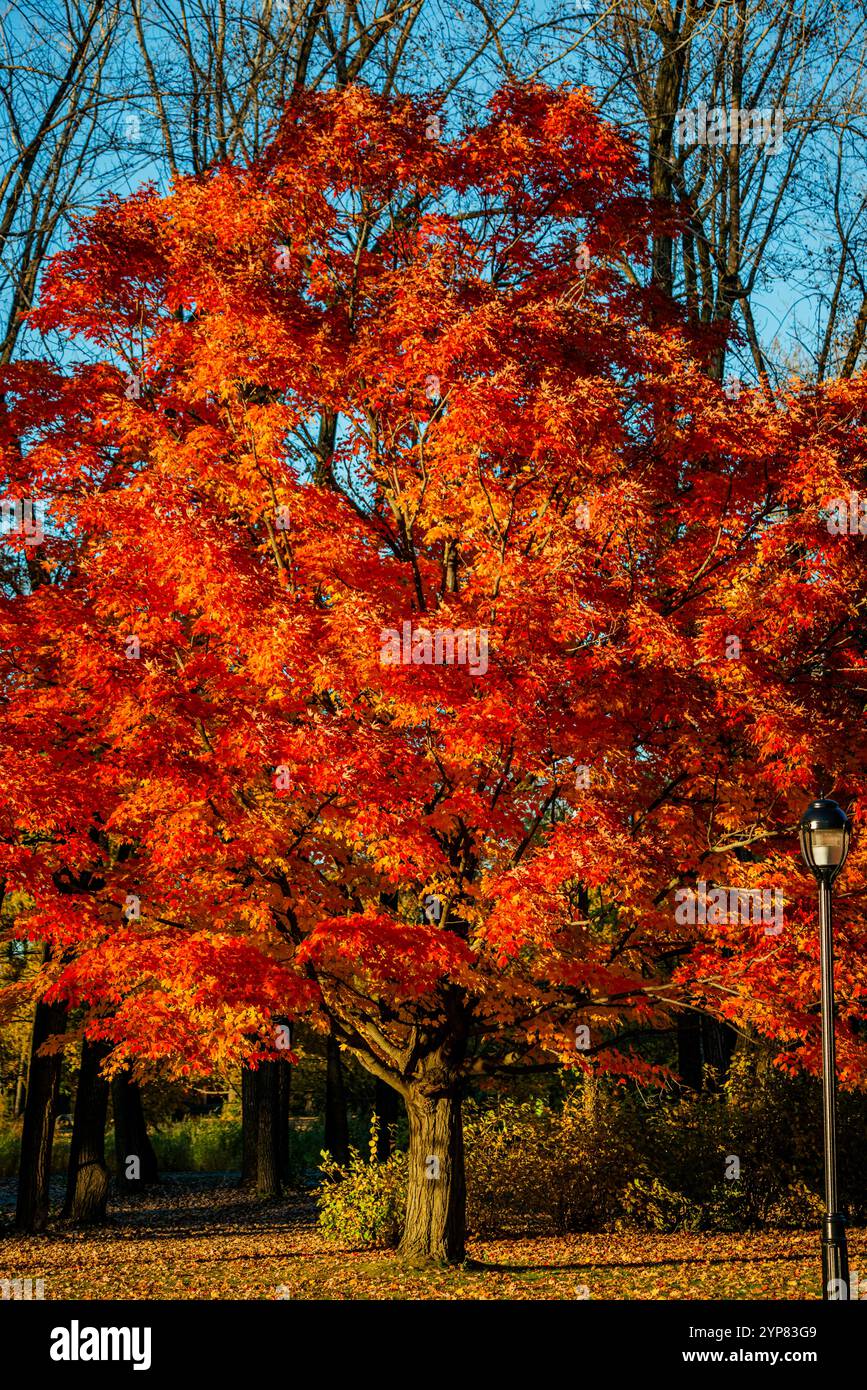 Autumn colors in Canada Quebec Stock Photo - Alamy