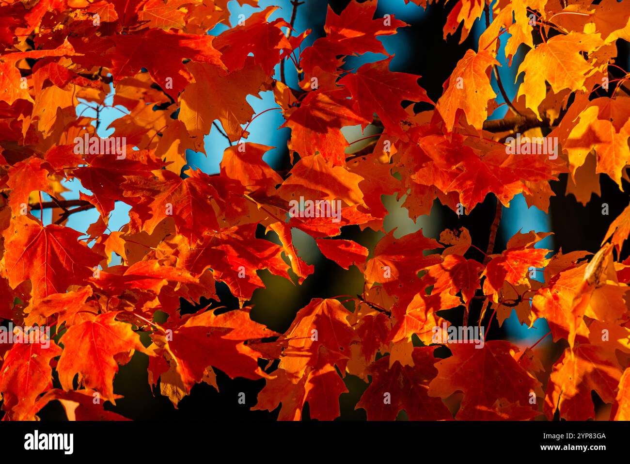 Red color maple leaves hi-res stock photography and images - Alamy