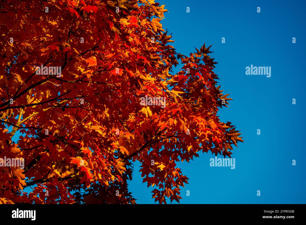 Autumn red color texture hi-res stock photography and images - Alamy