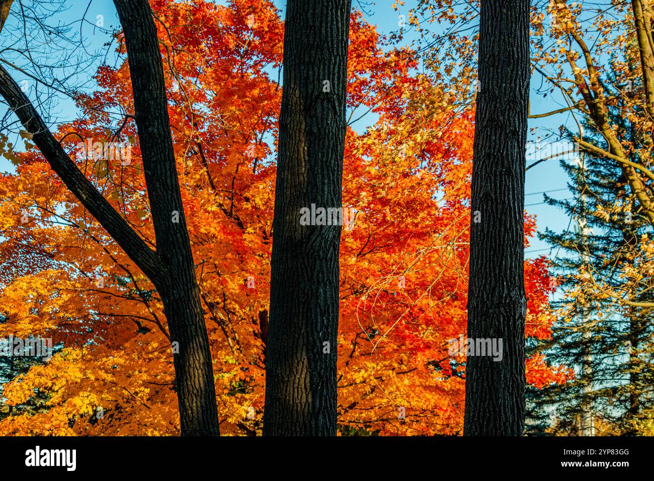 Autumn colors in Canada Quebec Stock Photo - Alamy