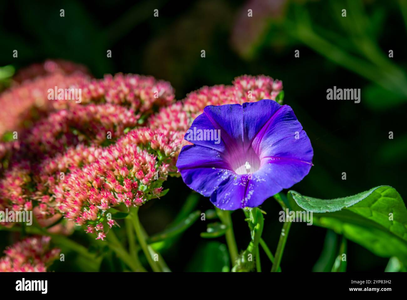 Purple blue morning glory in hi-res stock photography and images - Alamy