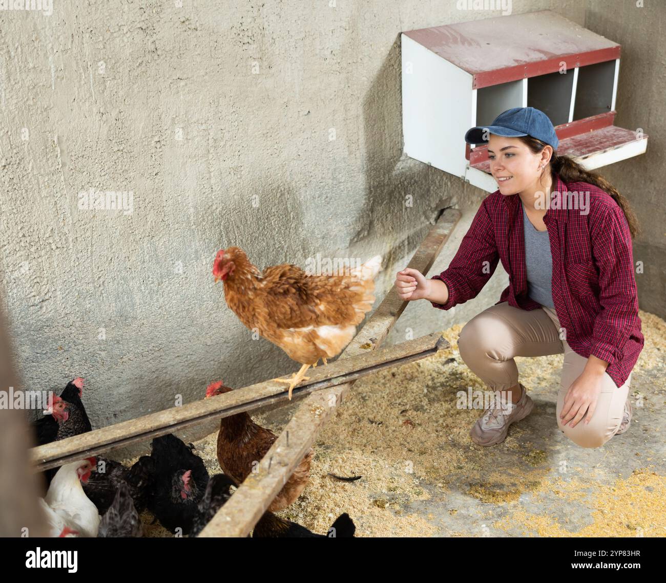 How to raise hens hi-res stock photography and images - Alamy