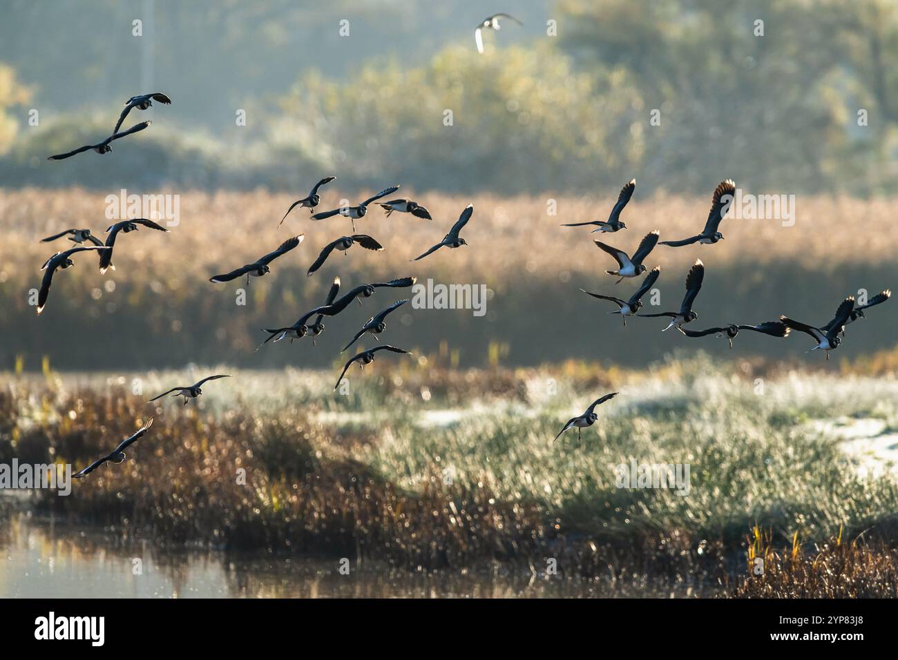 Northern Lapwing, Vanellus vanellus in a flight over winter marshes ...