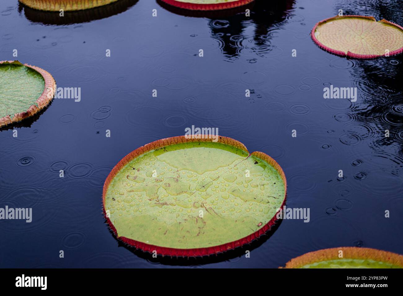Victoria amazonica is a species of flowering plant, the second largest ...