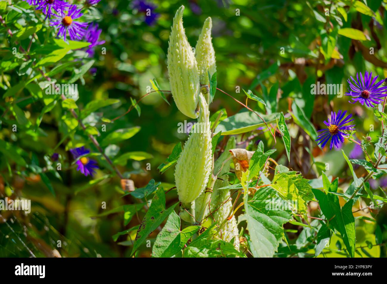 Wild milkweed plant in Fall Stock Photo - Alamy