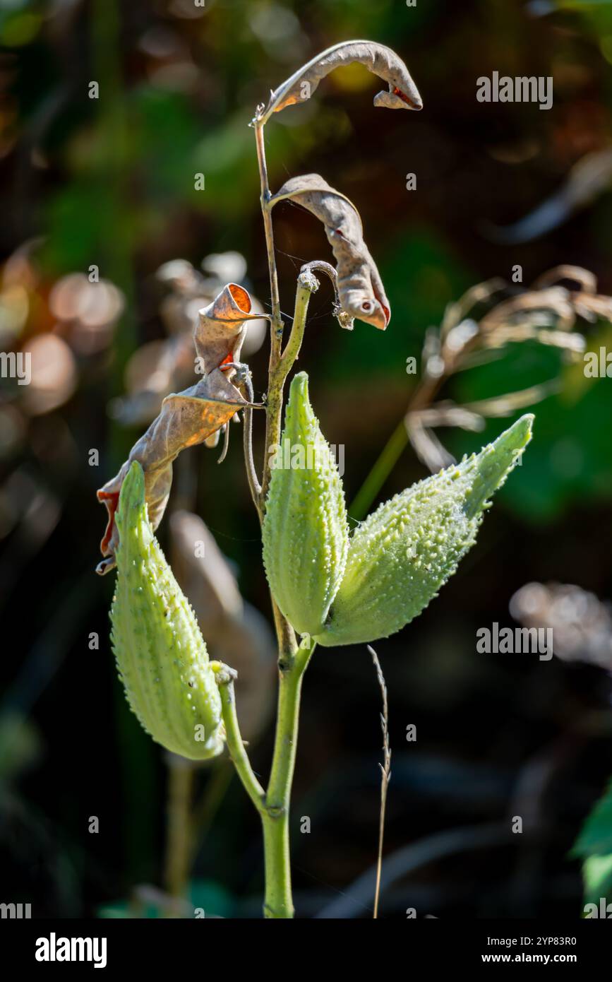 Wild milkweed plant in Fall Stock Photo - Alamy