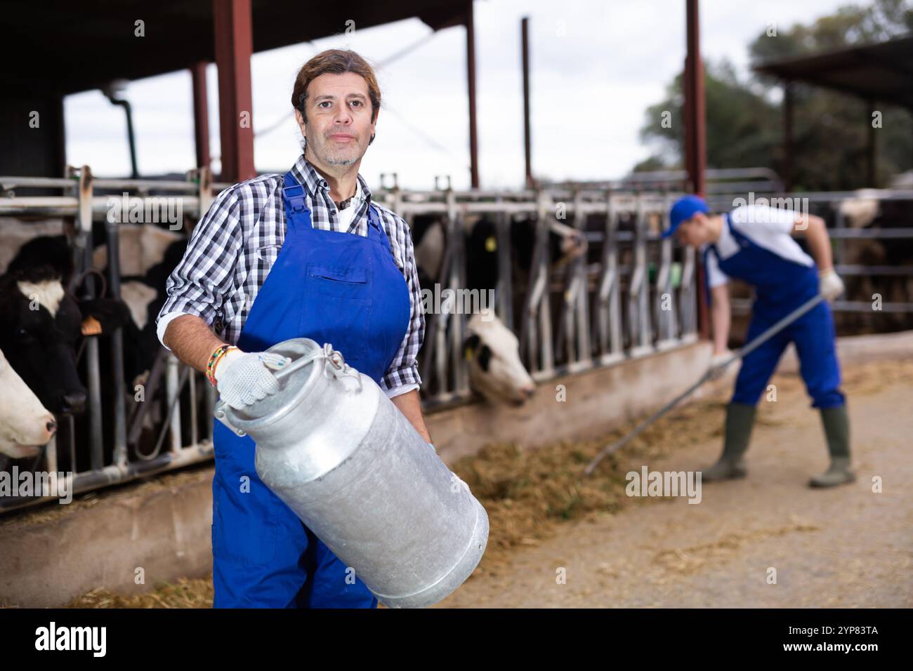 Male farm worker carrying big milk can walking in cowshed on dairy farm ...