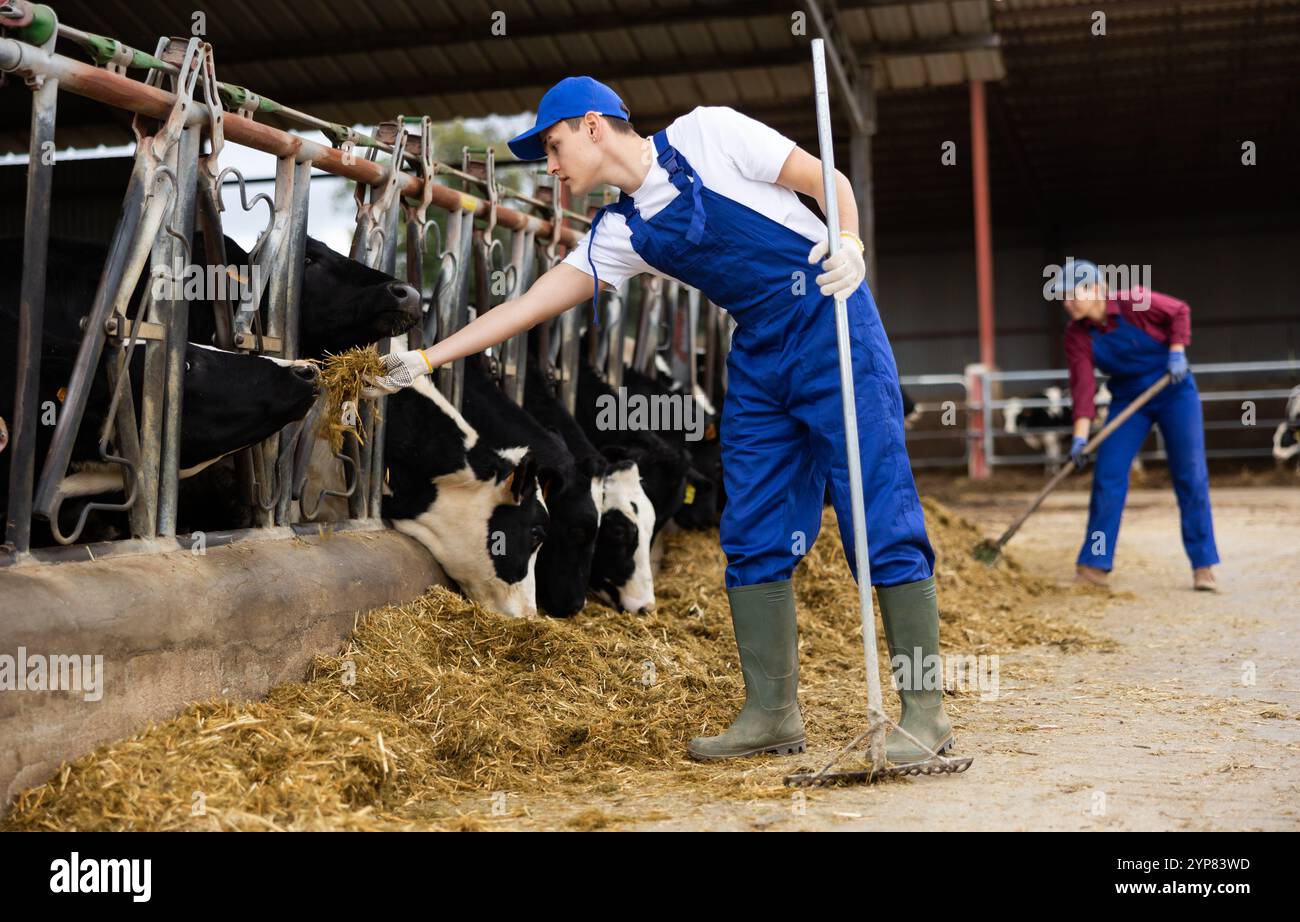 Livestock farm worker feeding cows in cowshed, tossing fresh hay into ...