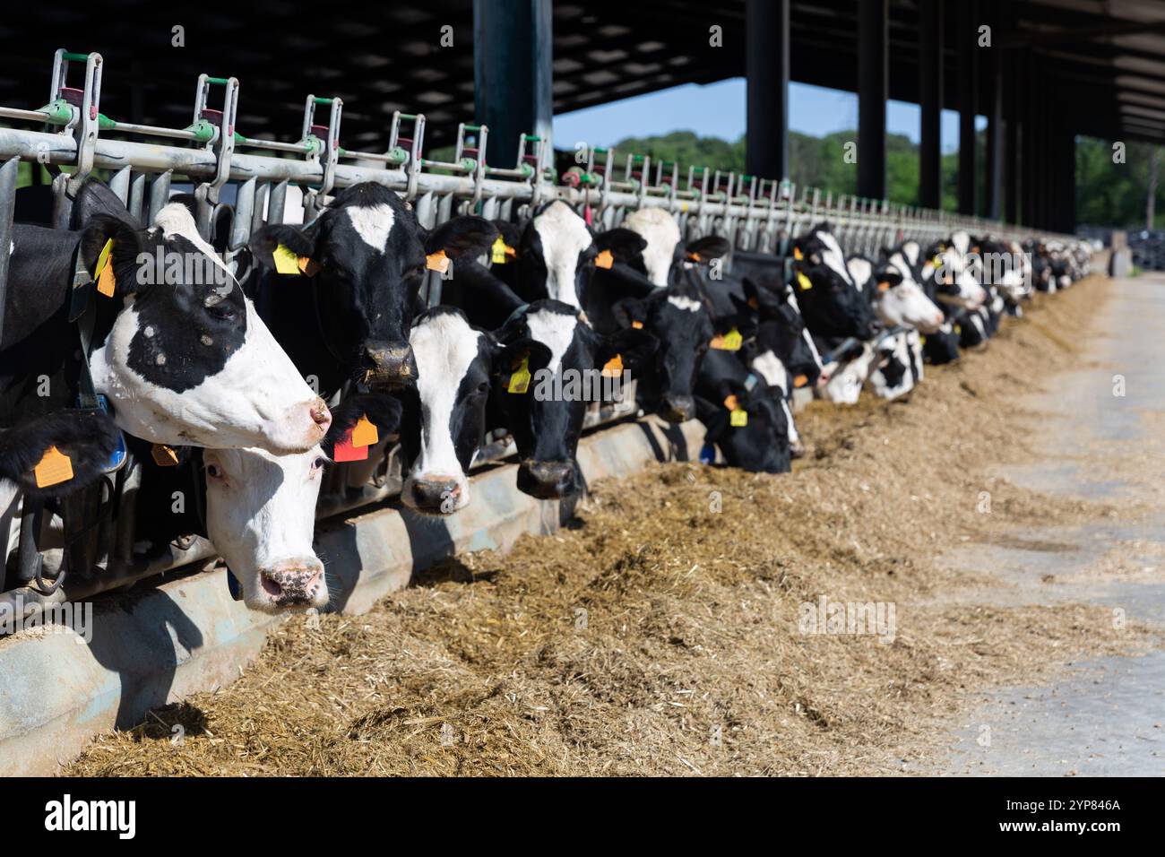 Cows eating hay in cowhouse hi-res stock photography and images - Alamy
