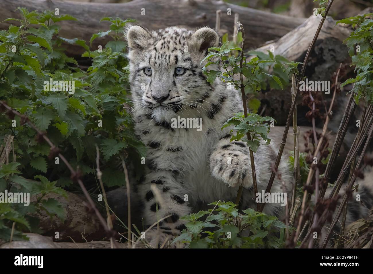 Snow leopard cub Stock Photo - Alamy