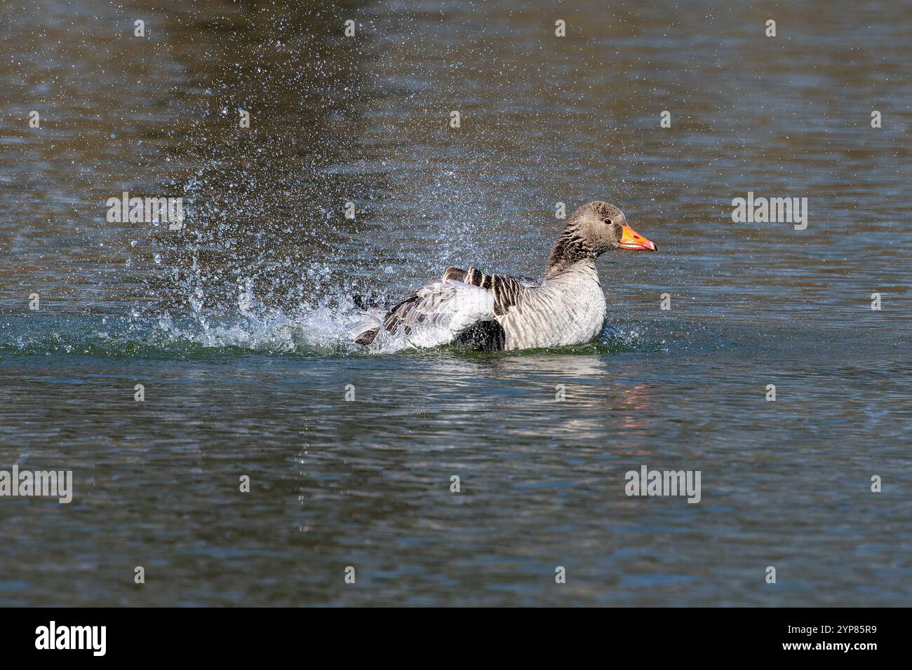 The greylag goose spreading its wings on water. Anser anser is a ...