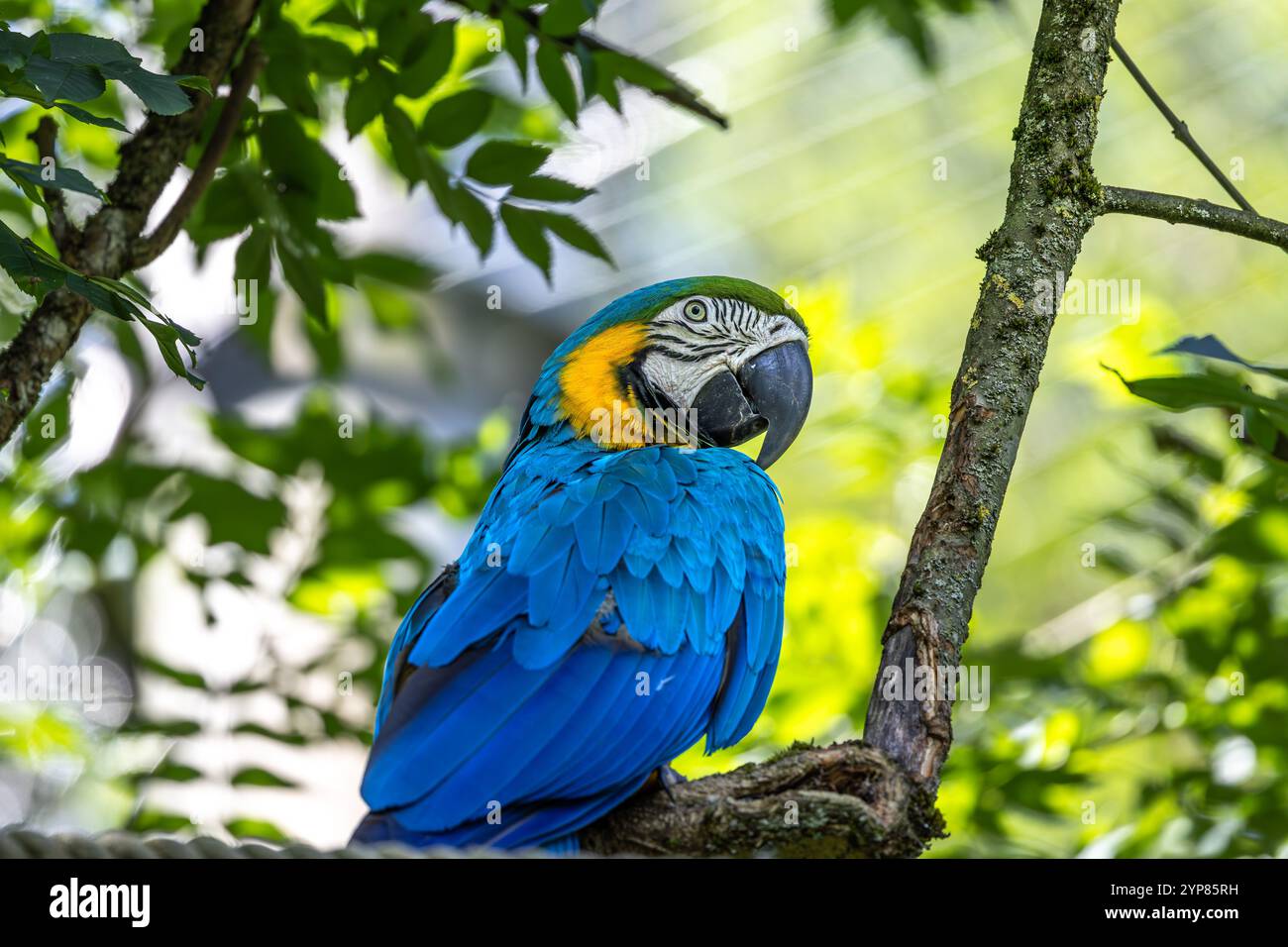 The Blue-and-yellow Macaw, Ara ararauna also known as the blue-and-gold macaw, is a large South ...