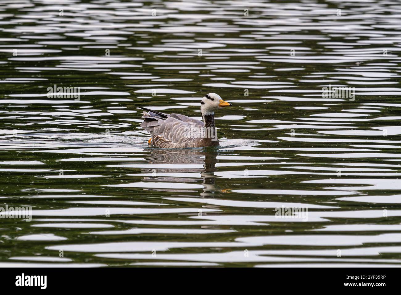 The bar-headed goose, Anser indicus is a goose that breeds in Central ...