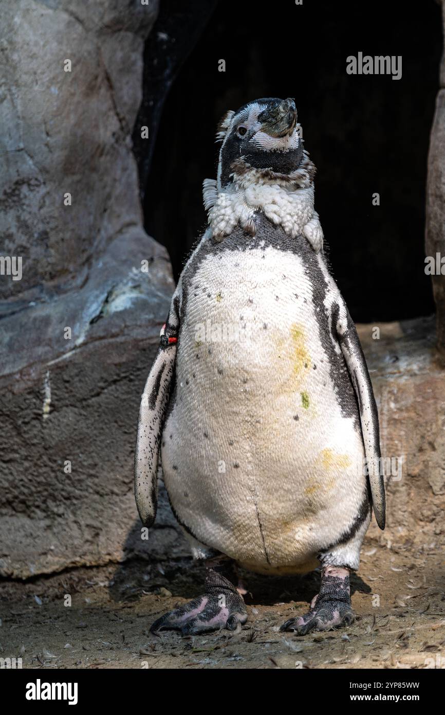 The Humboldt Penguin, Spheniscus humboldti also termed Peruvian penguin ...
