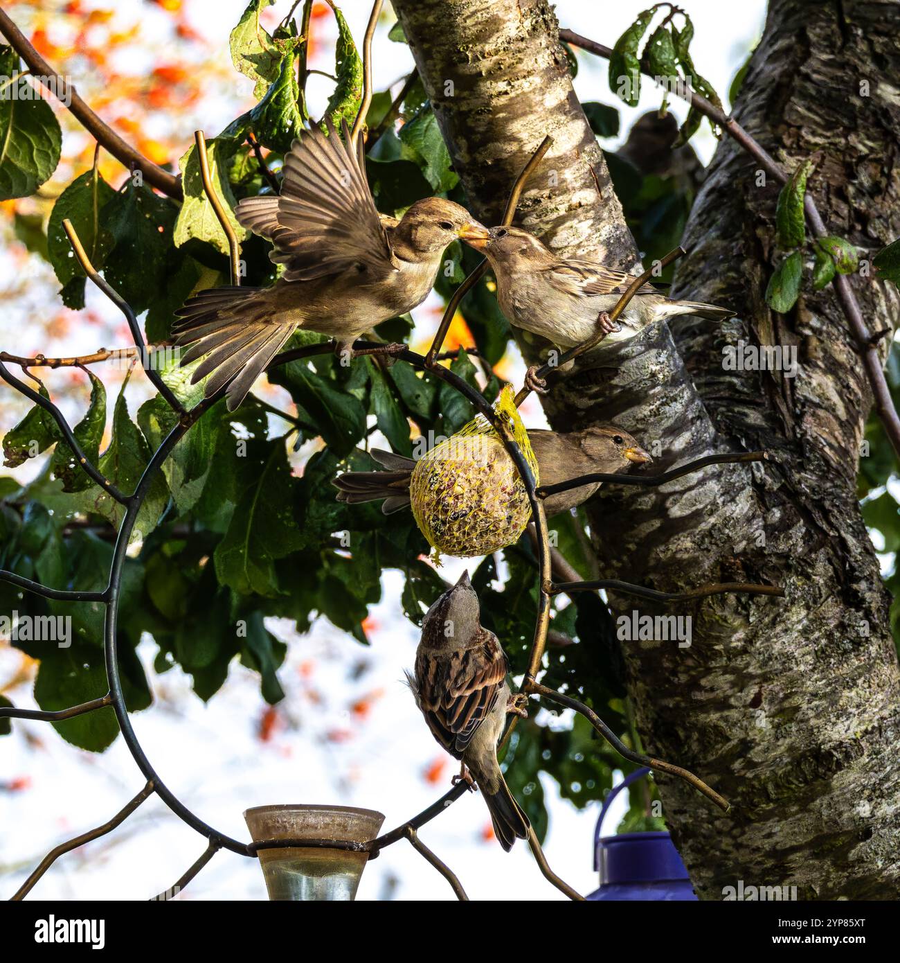 House sparrow, Passer domesticus. An adult sparrow feeds its young ...