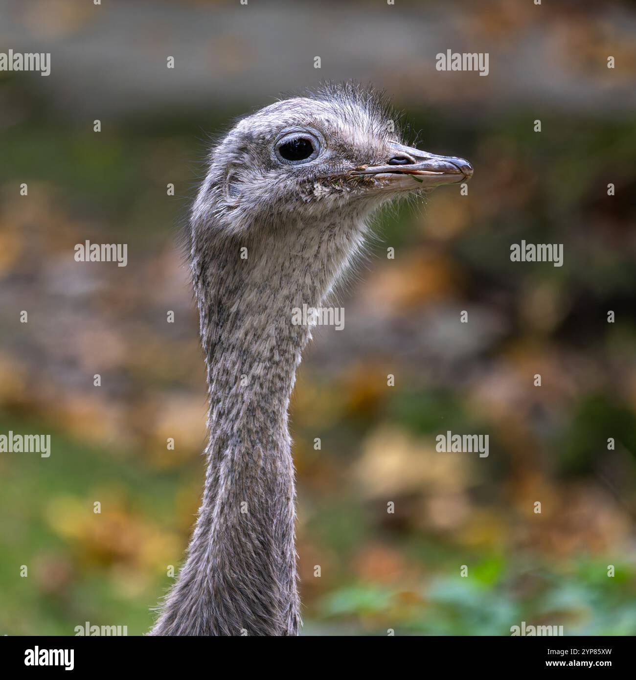 Darwin's rhea, Rhea pennata also known as the lesser rhea. It is a ...