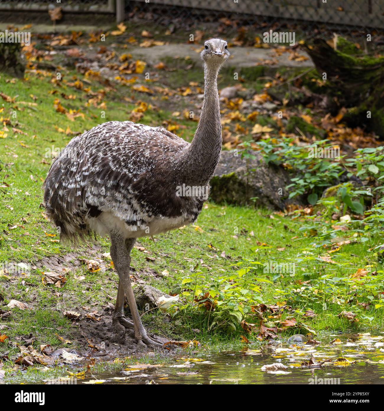 Darwin's rhea, Rhea pennata also known as the lesser rhea. It is a ...