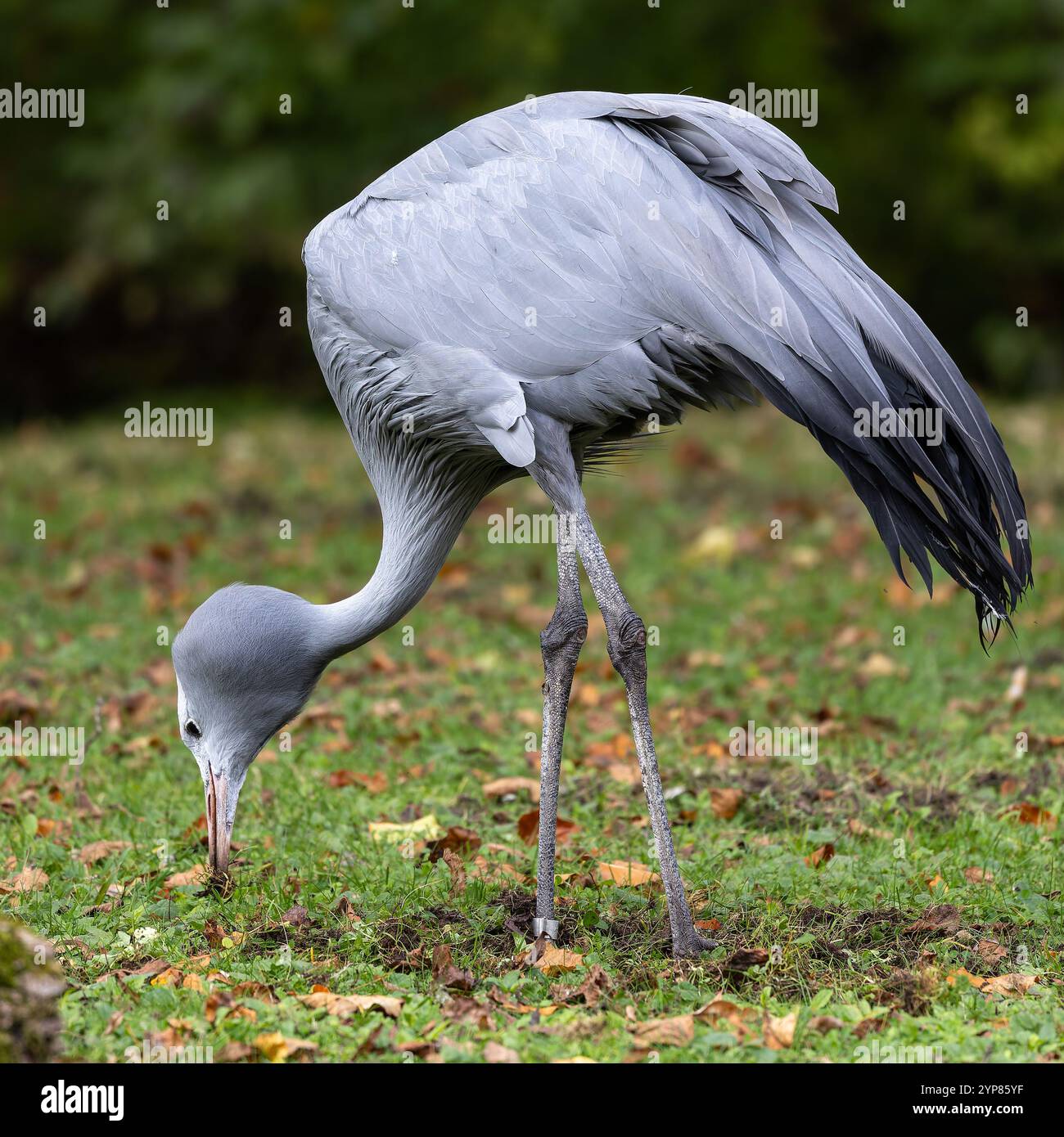 The Blue Crane, Grus paradisea, is an endangered bird specie endemic to ...