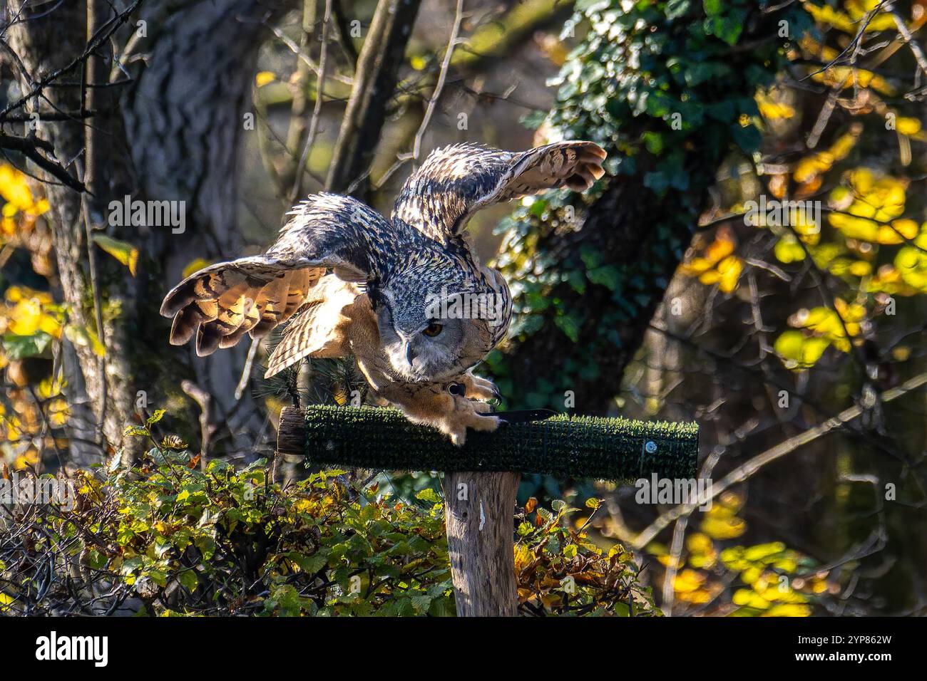 The Siberian eagle owl, bubo bubo sibiricus is the biggest owl in the ...
