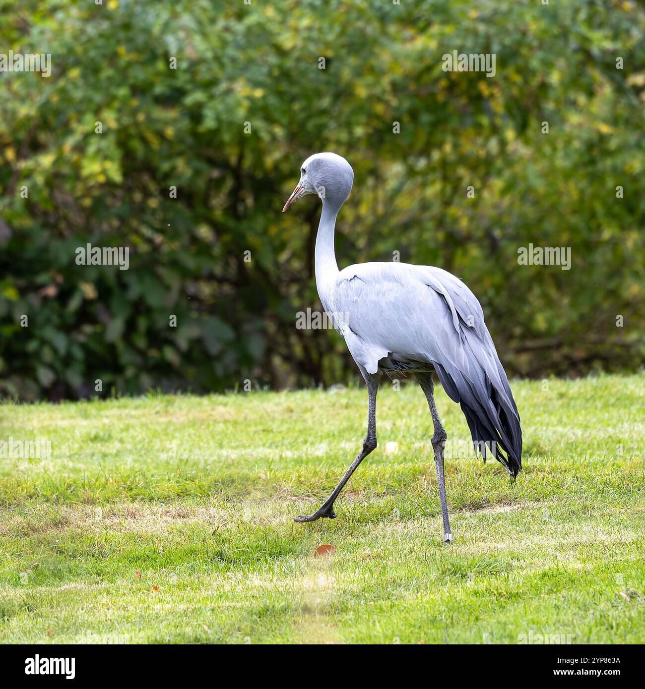 The Blue Crane, Grus paradisea, is an endangered bird specie endemic to ...