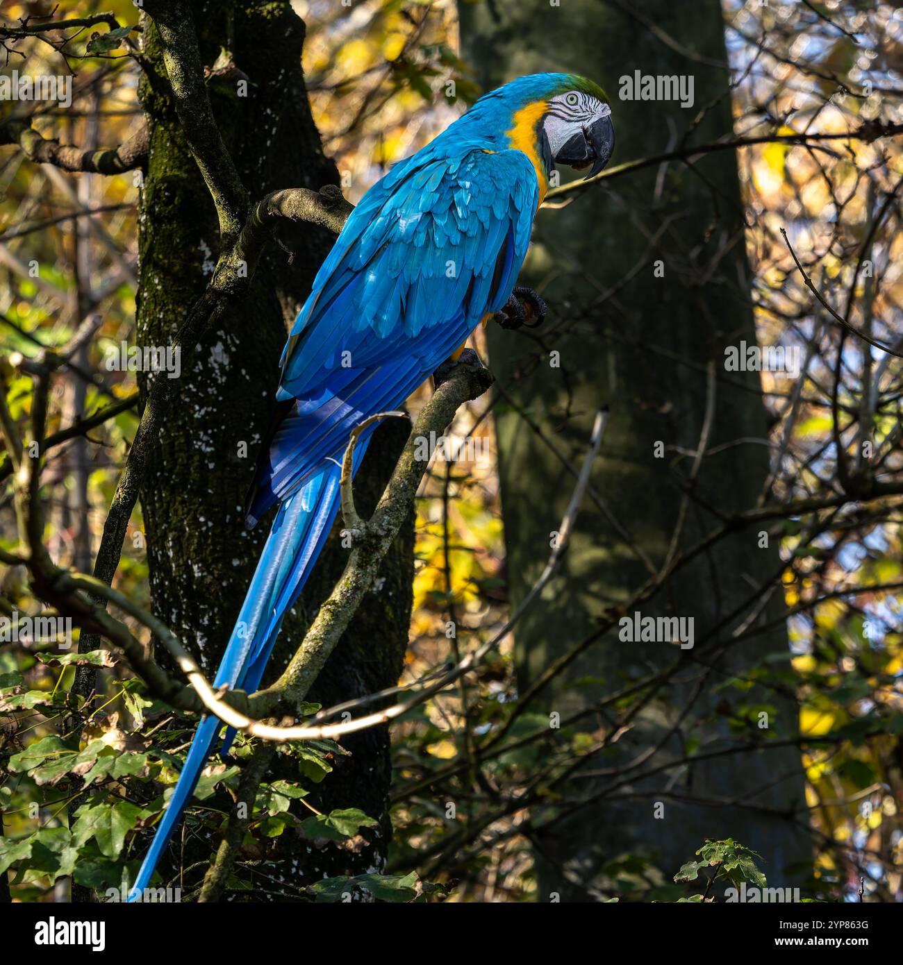 The Blue-and-yellow Macaw, Ara ararauna also known as the blue-and-gold macaw, is a large South ...